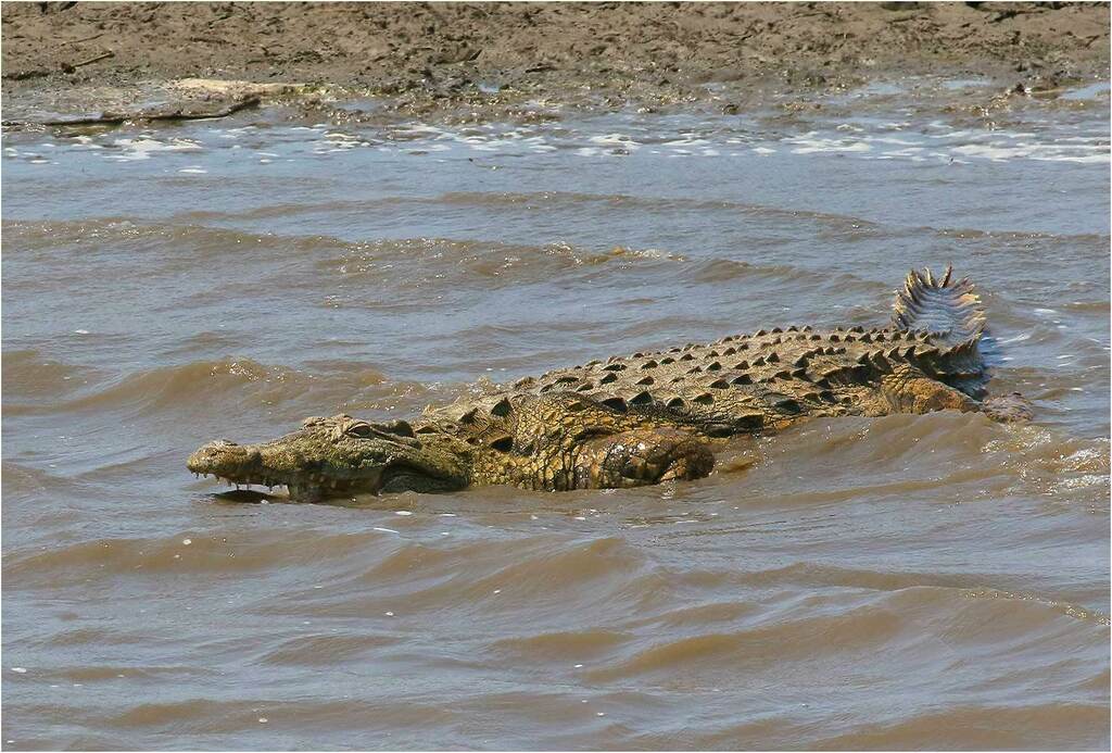 Nile Crocodile from Zululand District Municipality, Afrique du Sud on ...