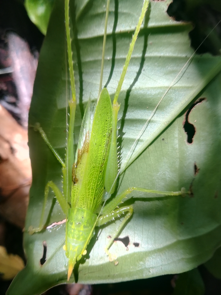 Copiphora azteca from Unnamed Road, Veracruz, México on August 16, 2018 ...