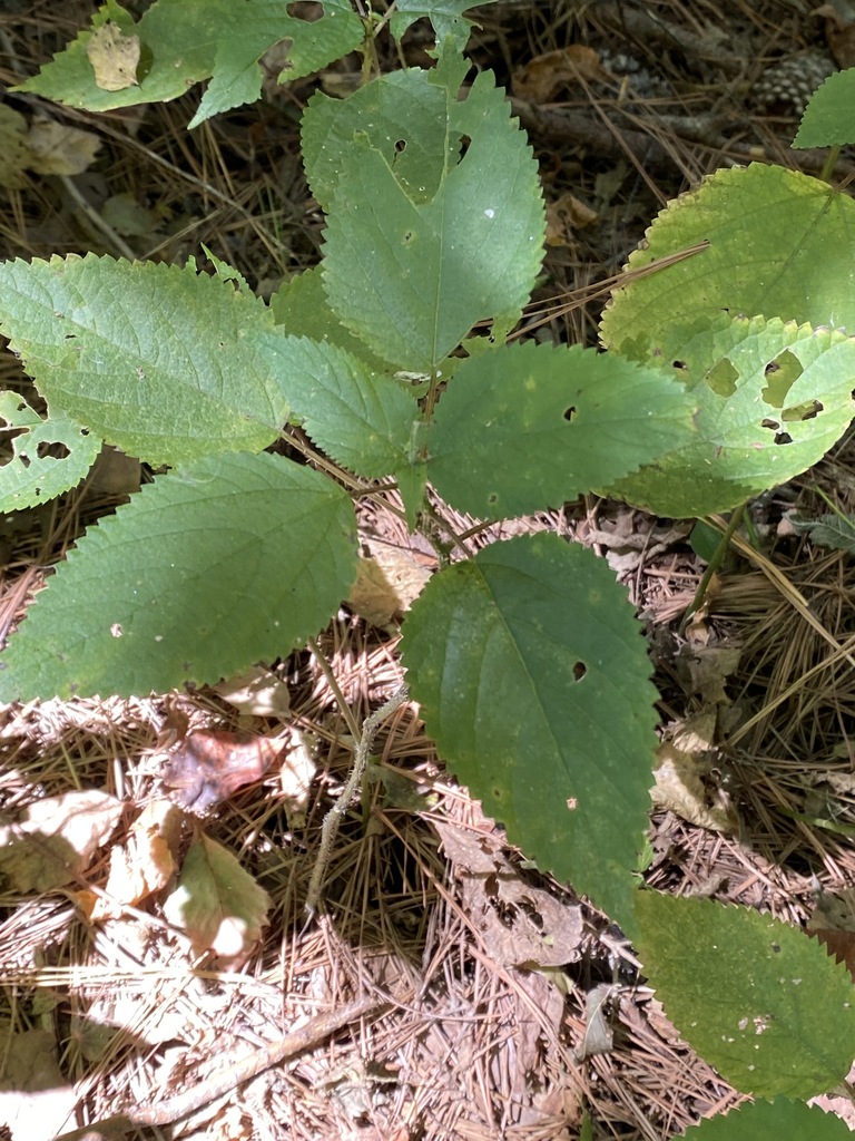 wood nettle from McFarland Park, Florence, Lauderdale Co., AL, USA on ...