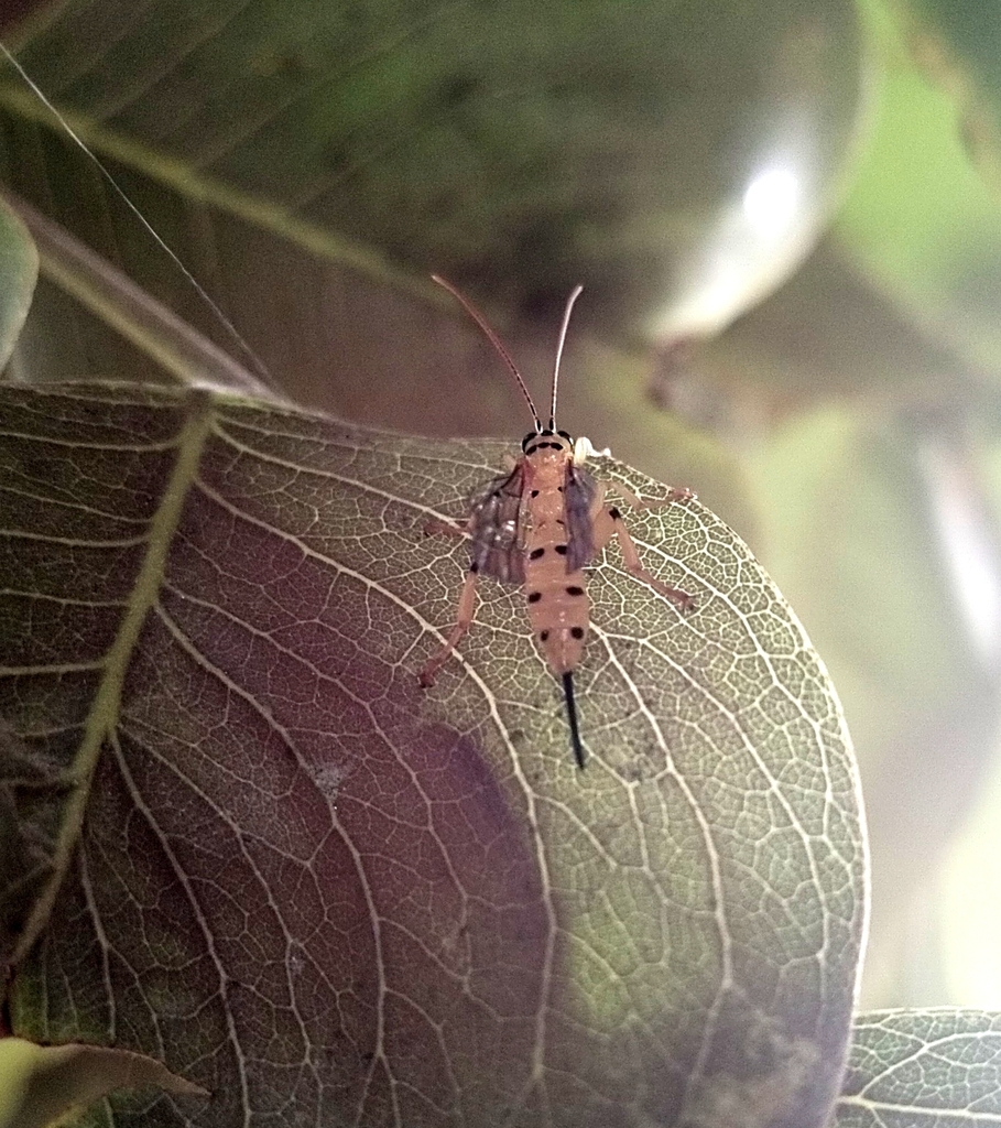 Xanthopimpla from Ashoka University on September 30, 2022 at 03:41 PM ...