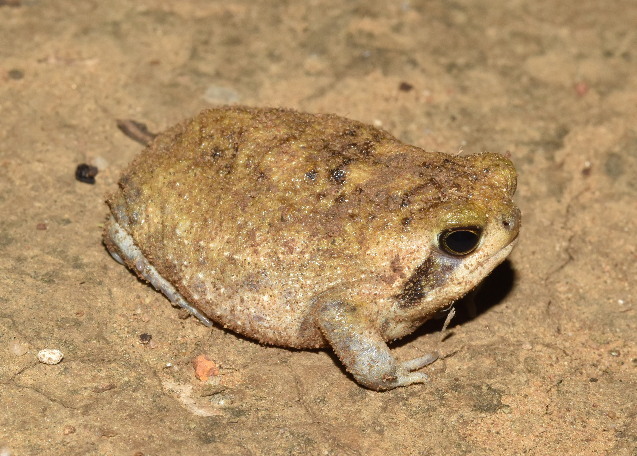 Breviceps adspersus Peters, 1882