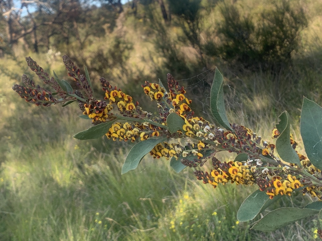 hop bitter-pea from Disney St, Crib Point, VIC, AU on October 1, 2022 ...