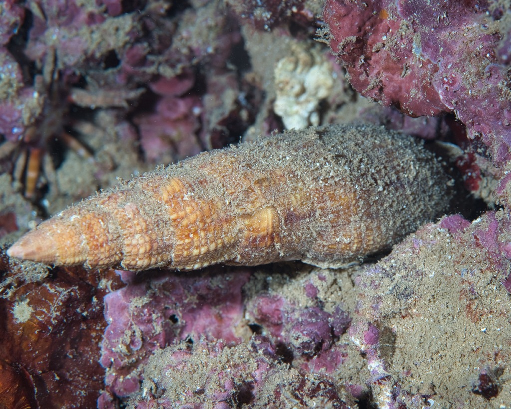 Nebularia incompta from Haleiwa, HI 96712, USA on September 26, 2022 at 07:38 PM by David R ...