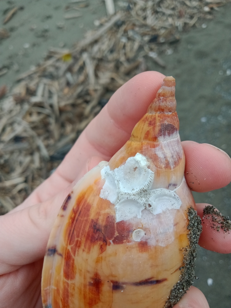 Pink Barnacle from Raumati Beach, Paraparaumu 5032, New Zealand on ...