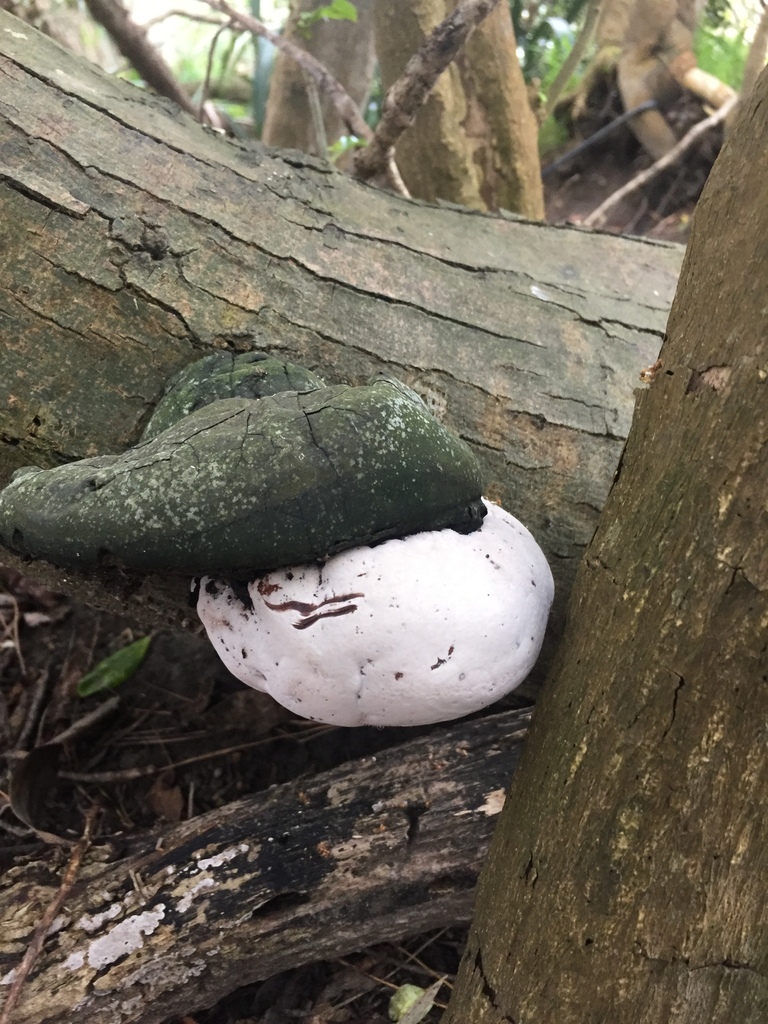 False Puffball in October 2022 by grievesone · iNaturalist