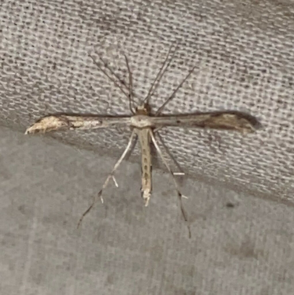 Ragweed Plume Moth from Along Ijams Branch, off of Co. Rd. 275 ...