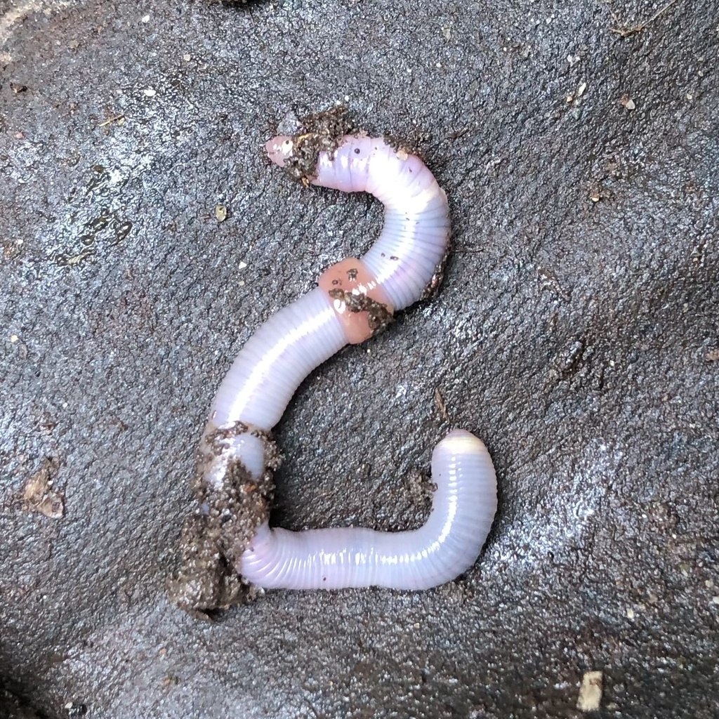 Blue-grey Worm from Cumberland State Forest, West Pennant Hills, NSW ...