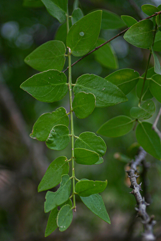 toothbrush tree (Salvadora persica) - Botanical Realm