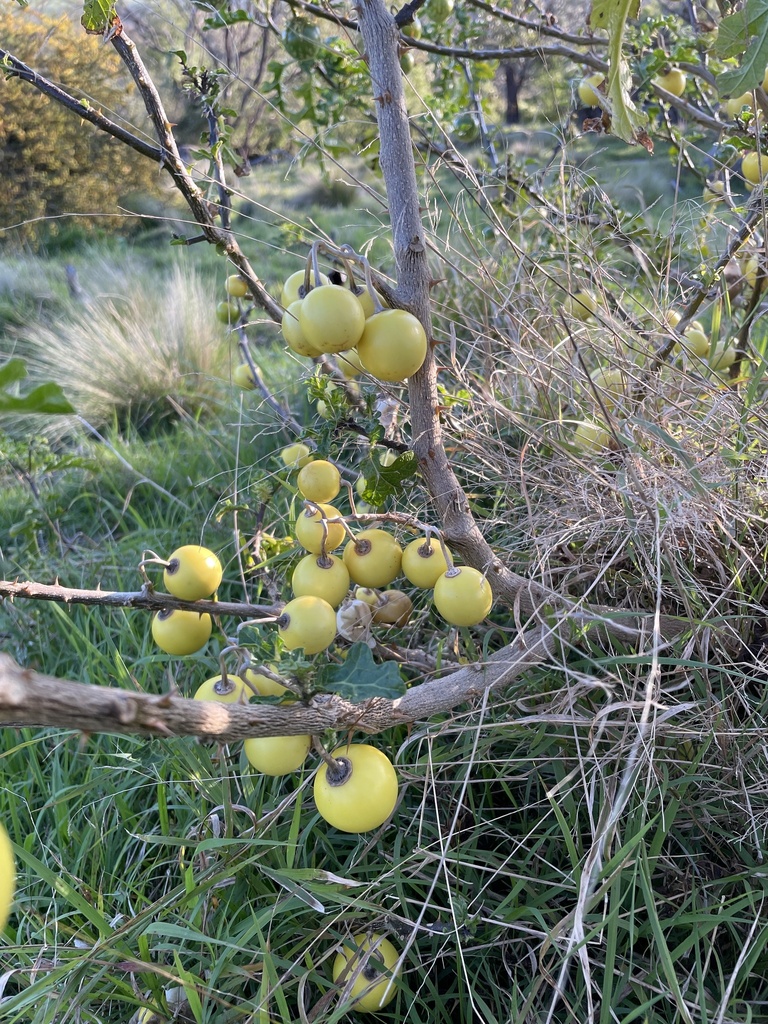 Yellow Bitter-apple from Hopetoun Ct, Westmeadows, VIC, AU on October 1 ...