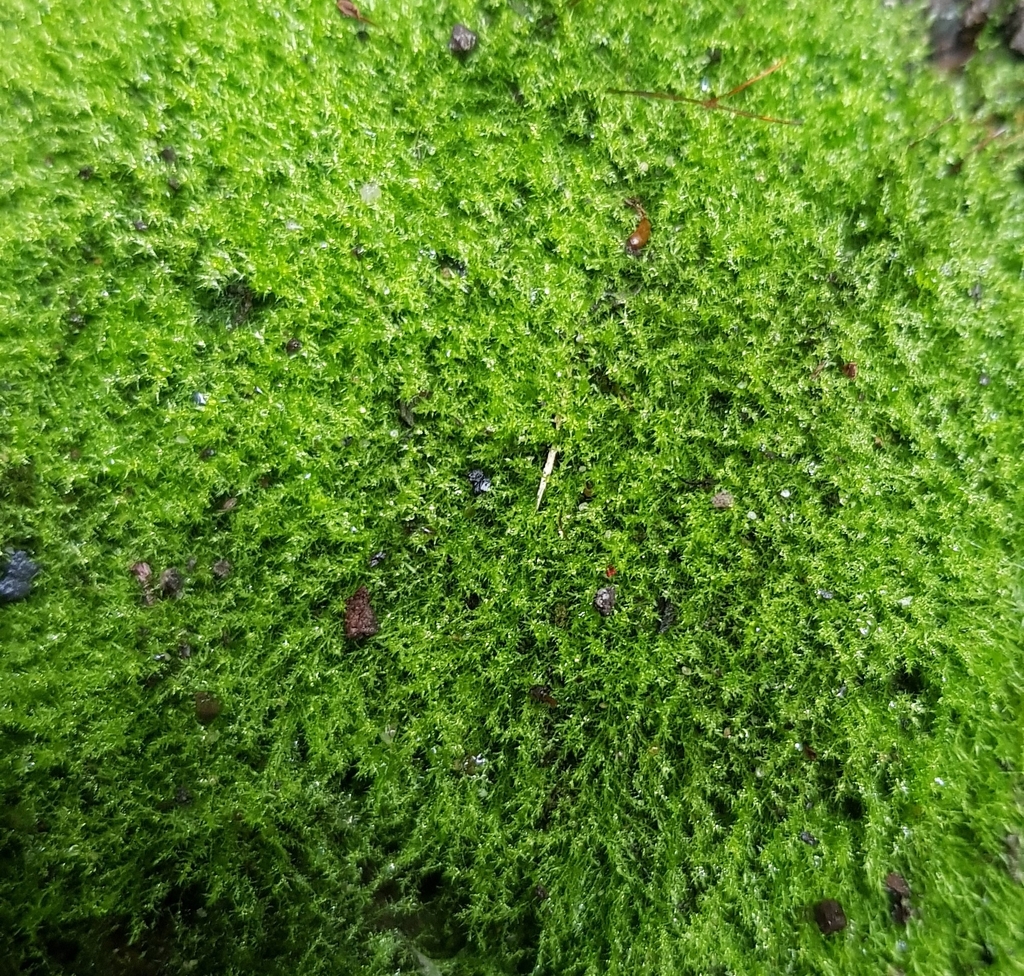 creeping feather-moss from Bridgemont, High Peak SK23 7PB, UK on ...