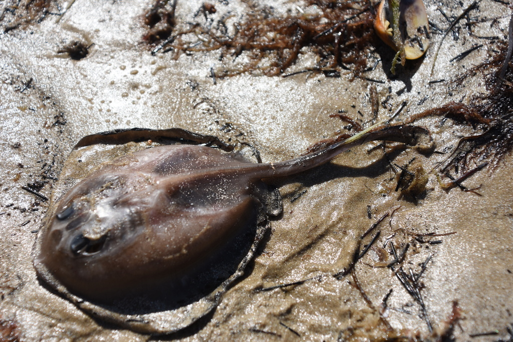 Round Rays from St Leonards VIC 3223, Australia on October 01, 2022 at ...
