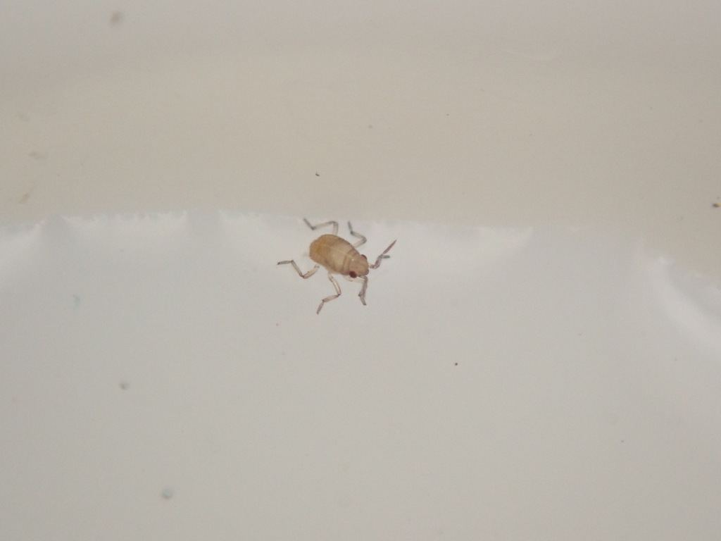 True Bugs from Yilan, Taiwan, Taiwan on October 01, 2022 at 04:22 PM by ...