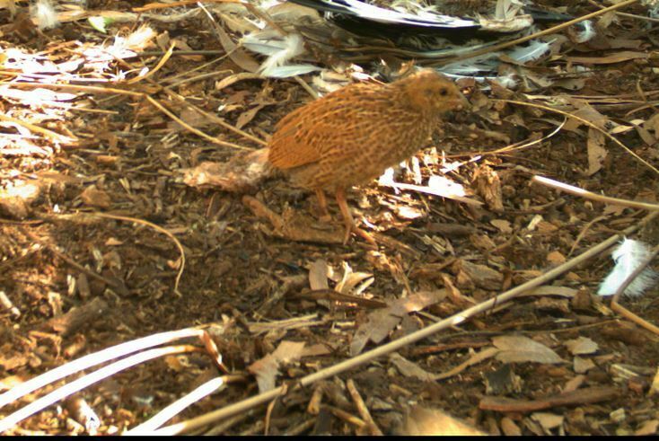 Australian Brown Quail from Robe River, Yarraloola Station, Pilbara ...