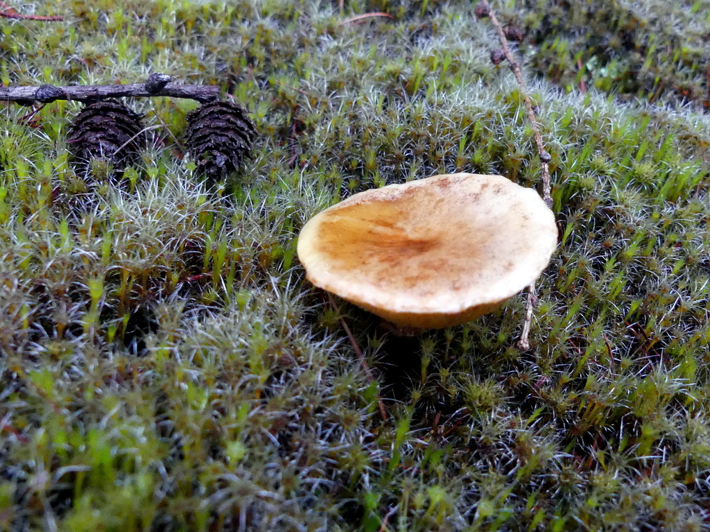 Slippery Jacks from Herring Stream Road, Motueka Valley 7196, Nouvelle ...