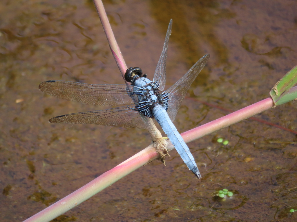 Greater Blue Skimmer from Район Аоба, Сендай, Мияги, Япония on ...
