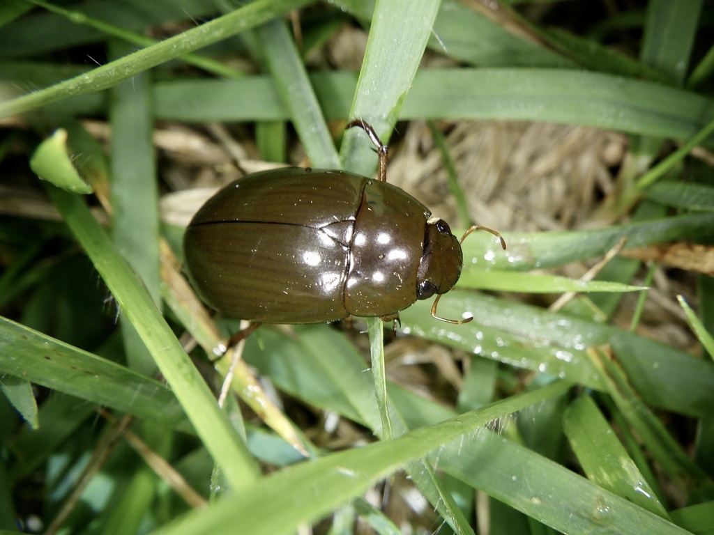 Hydrochara affinis from 泉源寺, 舞鶴市, 京都府, JP on July 16, 2021 at 10:14 PM ...