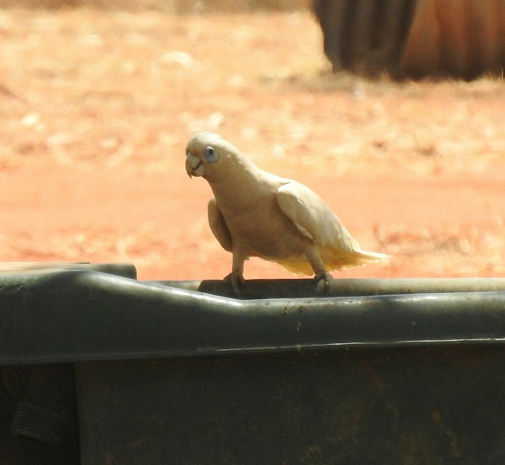 Little Corella from Wunaamin Miliwundi Ranges WA 6728, Australia on ...