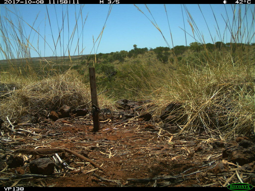 Ridgetail Monitor from Yarraloola Station, Pilbara, WA, Australia on ...