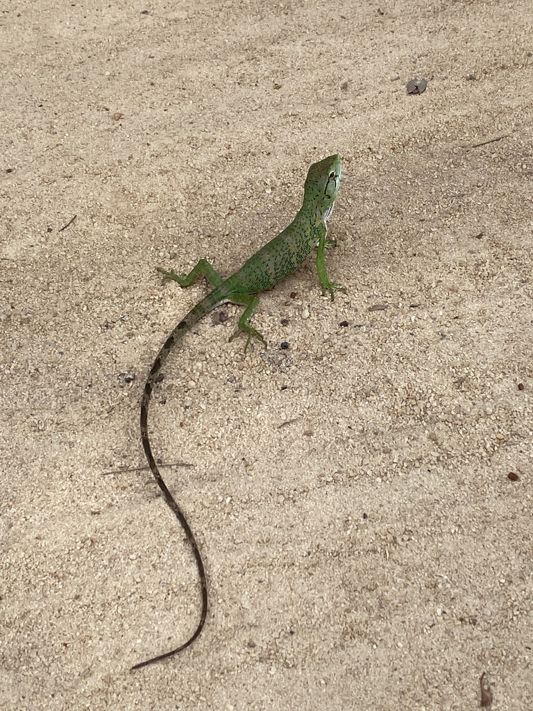 Common Monkey Lizard from Linhares, ES, BR on April 8, 2022 at 10:26 AM ...