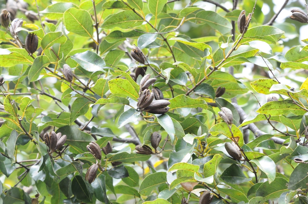 Qualea cryptantha (Florianopolis - Top 200 species - Most charismatic ...