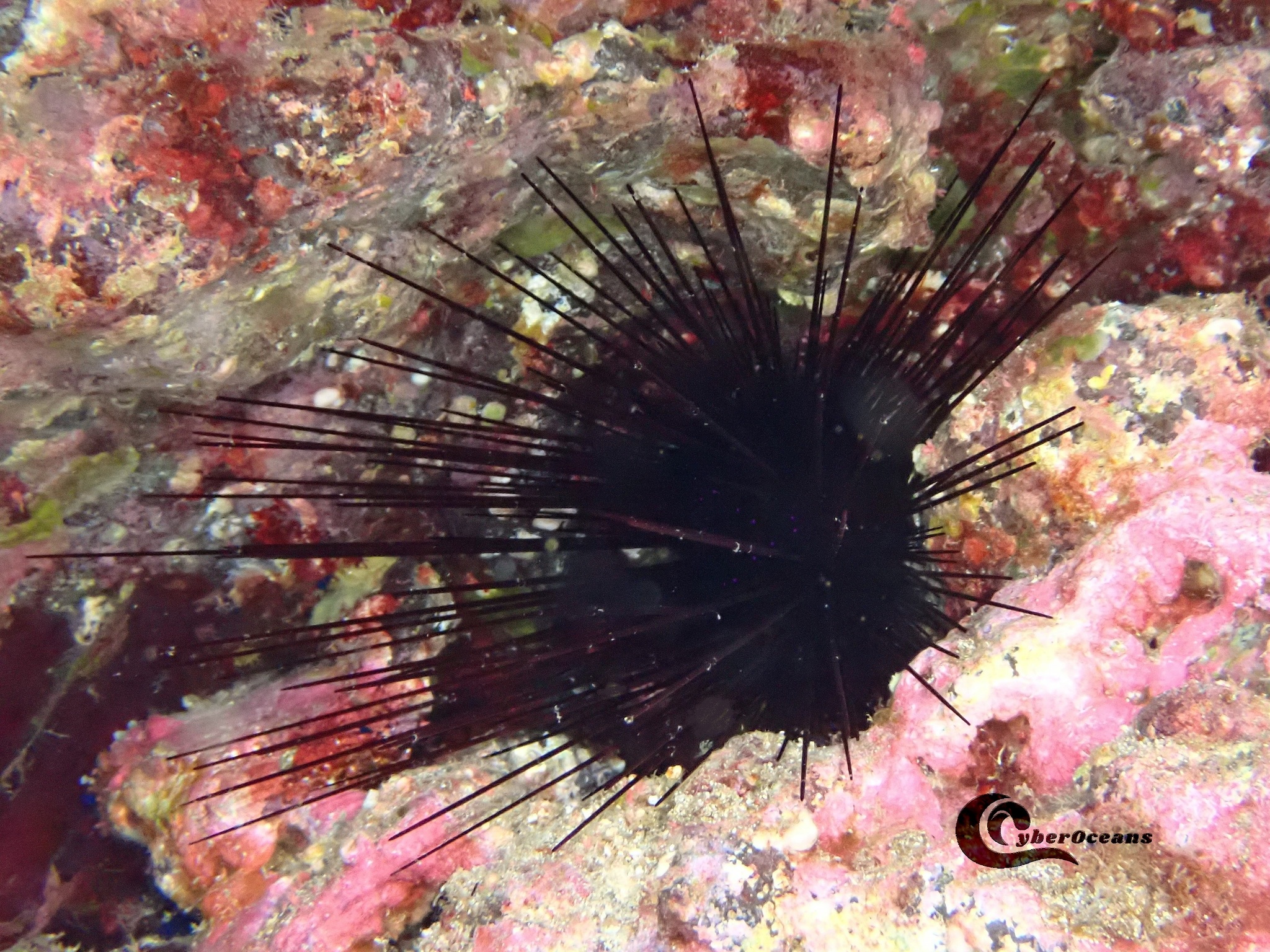 Centrostephanus longispinus (Philippi, 1845)