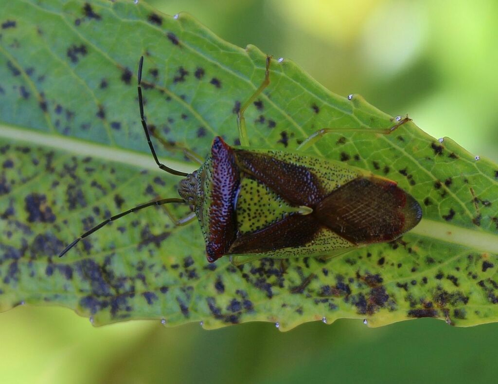 Hawthorn Shield Bug from Netherton Reservoir, Dudley, UK on October 1 ...