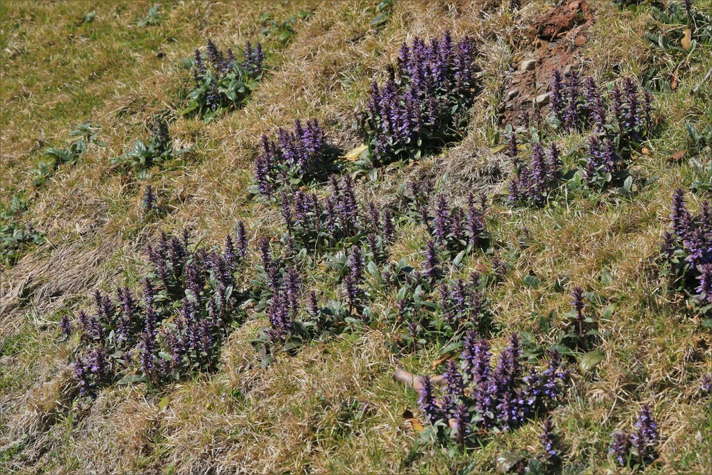 Austral Bugle from Hat Head NSW 2440, Australia on September 25, 2022 ...