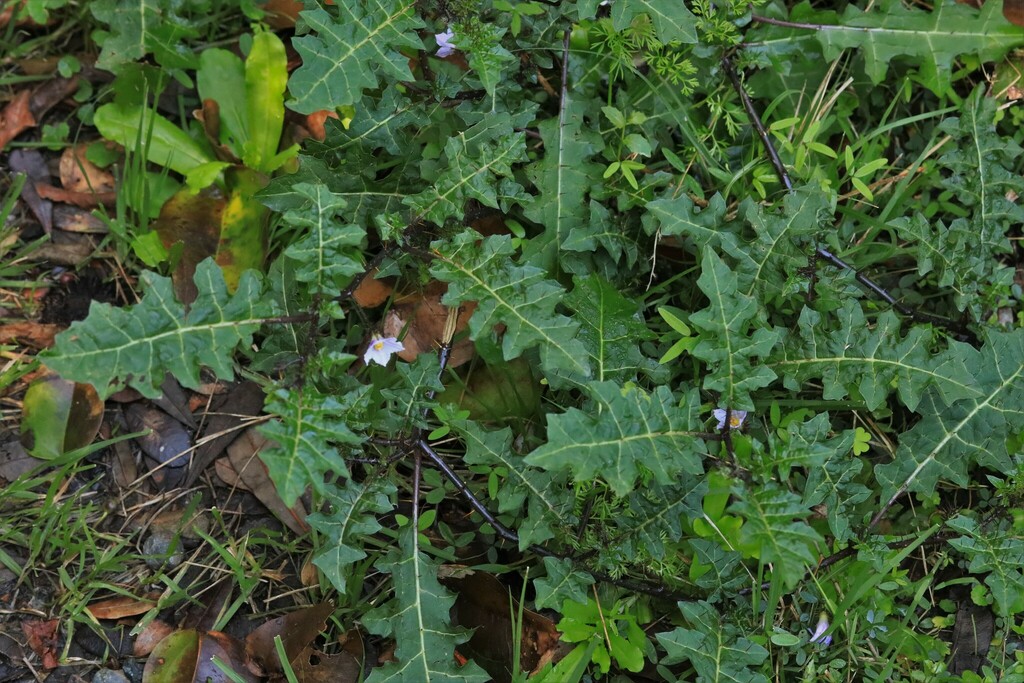 Forest Nightshade from Hat Head NSW 2440, Australia on September 25 ...
