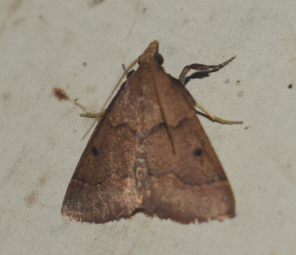 Pyralinae from Jawhar, Maharashtra 401603, India on September 19, 2022 ...