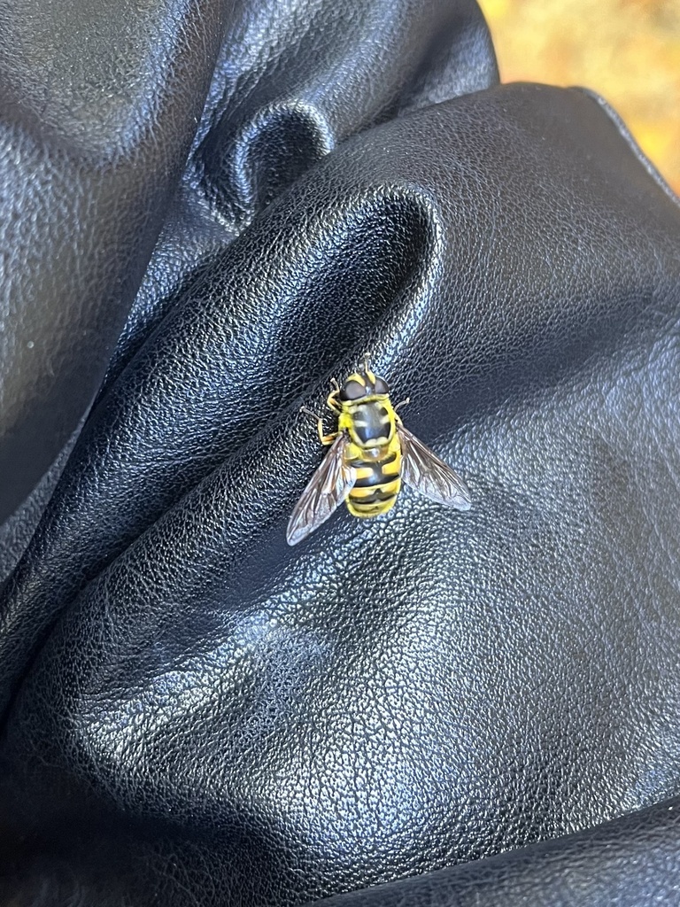 Yellow-haired Sun Fly from Luard Road, Cambridge, England, GB on ...