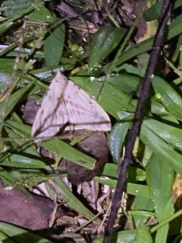 Lemyra punctatostrigata · iNaturalist United Kingdom