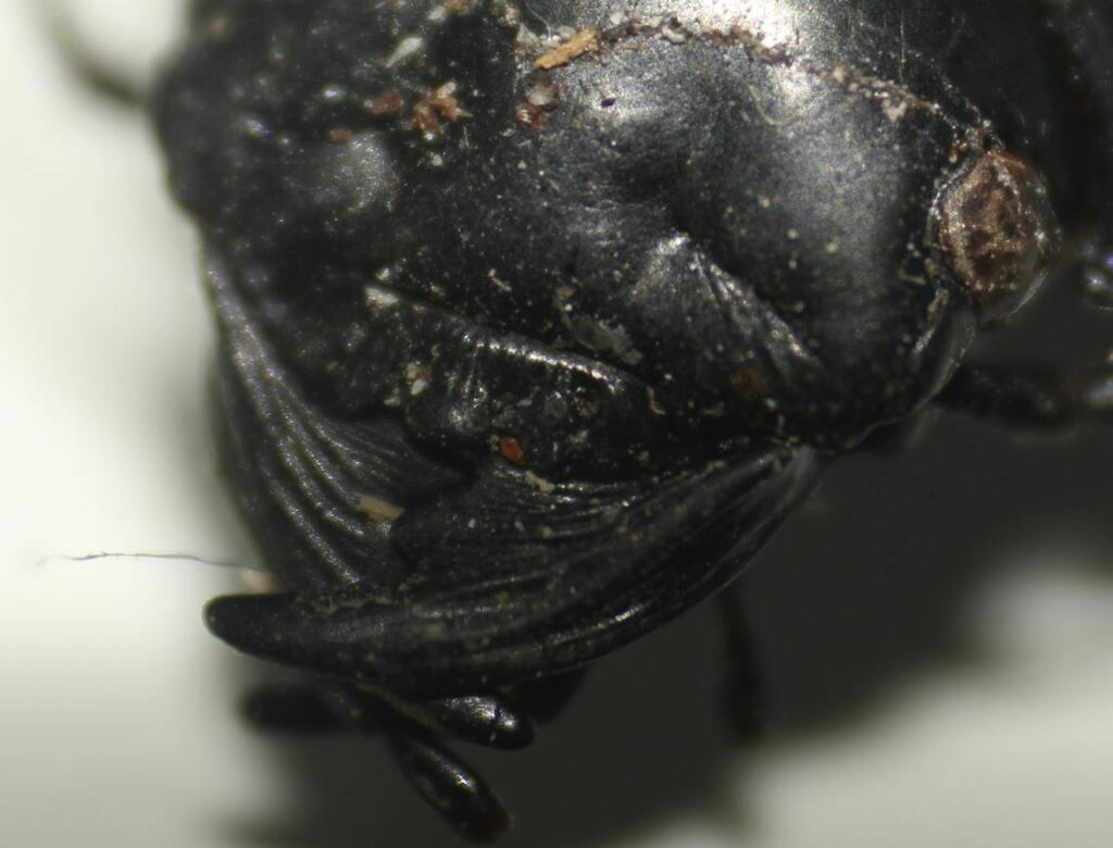 Moderately Smooth Warrior Beetle from Palm Beach County, FL, USA on ...