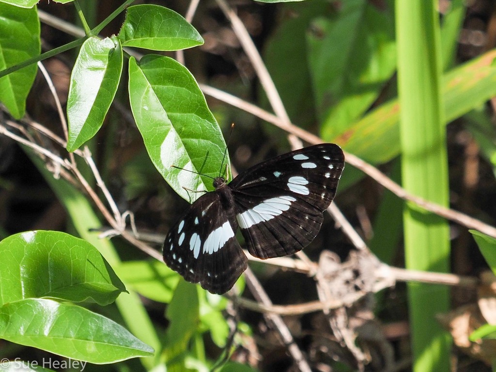 Neptis brebissonii from Nimbokrang, Jayapura Regency, Papua, Indonesia ...