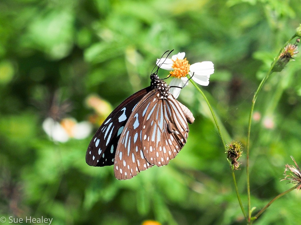 Blue Wanderer from Nimbokrang, Jayapura Regency, Papua, Indonesia on ...