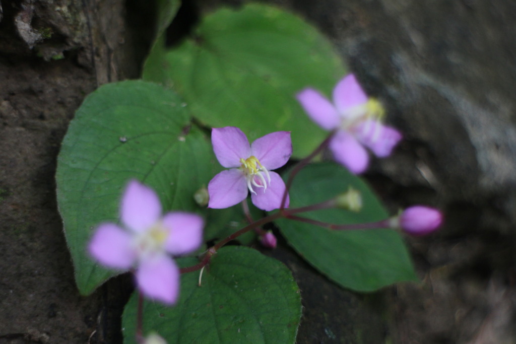 Bredia hirsuta rotundifolia in October 2022 by 羅元甫 · iNaturalist