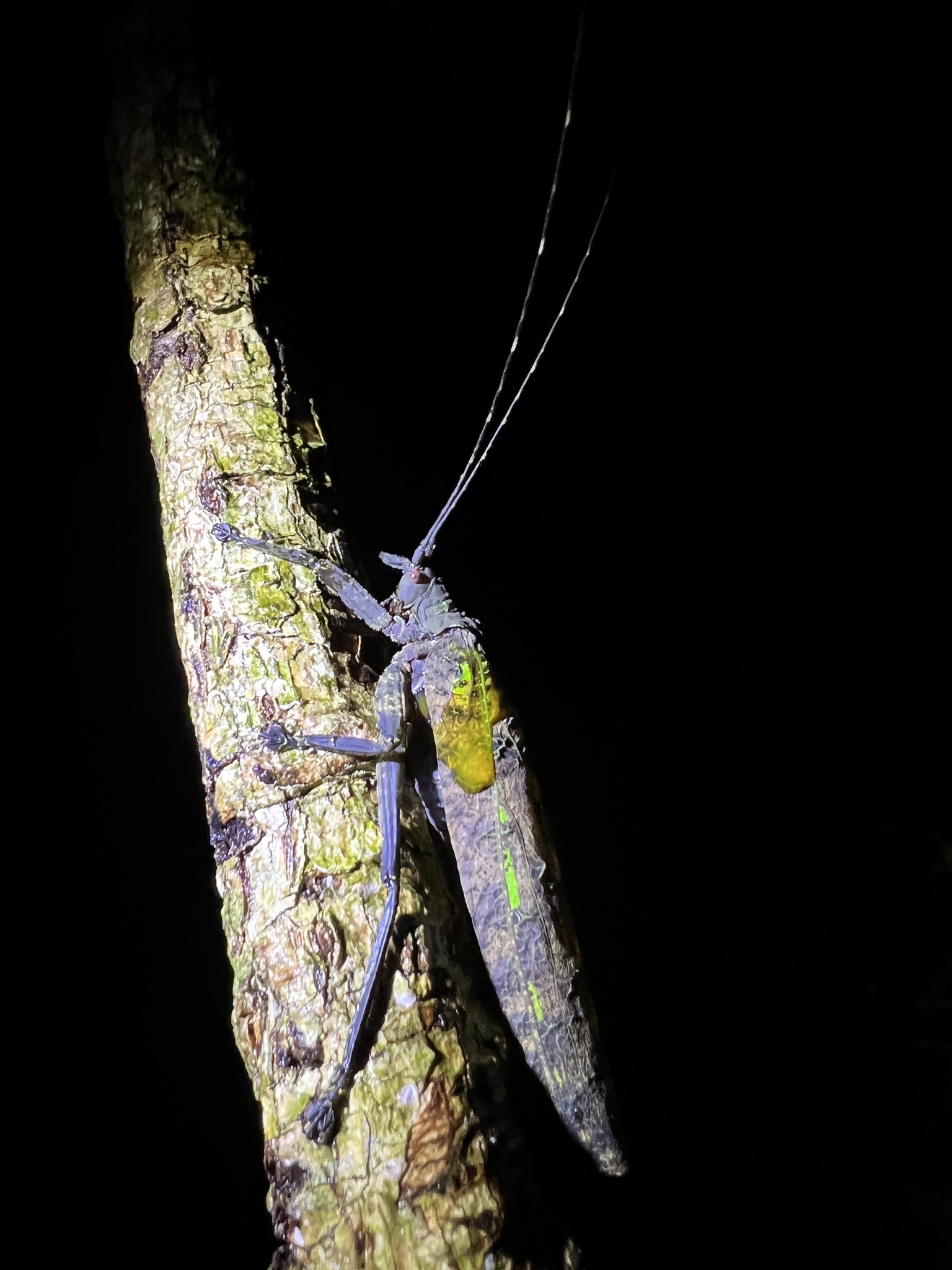 Tegra novaehollandiae (Haan, 1843)