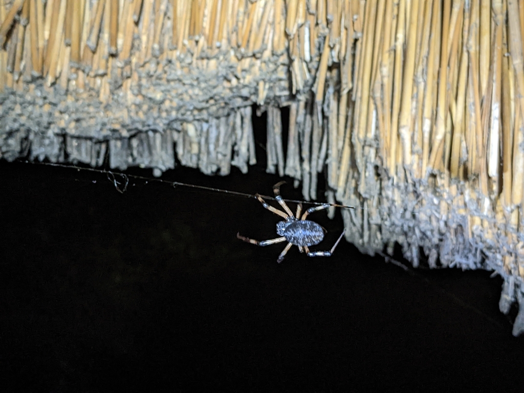African Hermit Spider from Mpulungu, Sambia on September 29, 2022 at 09 ...