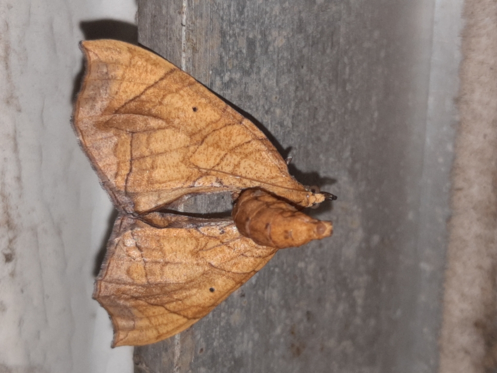 Grapevine Looper Moths from Elizabethton, TN 37643, USA on October 01 ...