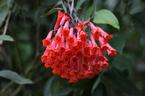 Cimarrona (Bomarea patinii) · NaturaLista Colombia