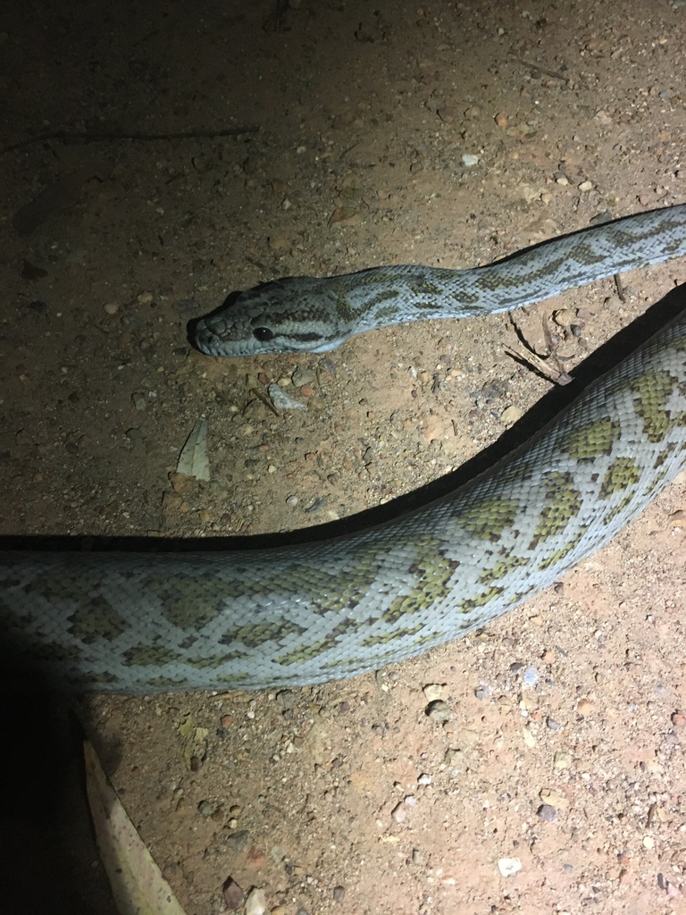 Oenpelli Rock Python from Kakadu National Park, Gulung Mardrulk, NT, AU ...
