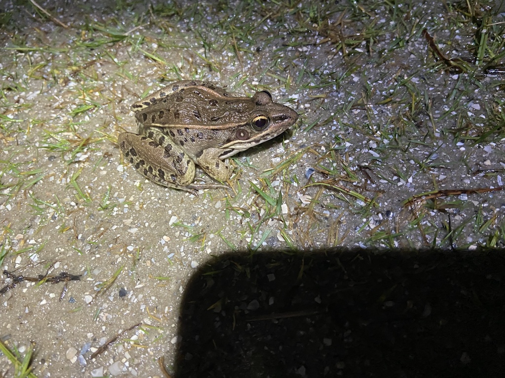 Southern Leopard Frog from Cedar Island, NC, US on September 30, 2022 ...