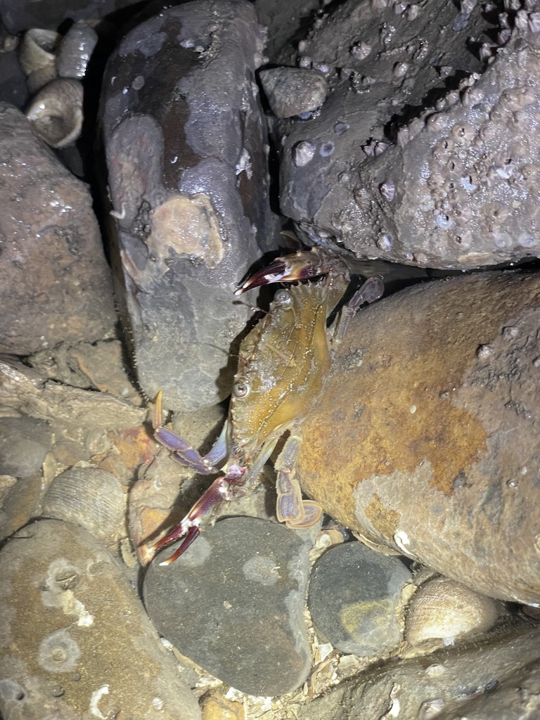 Indo-Pacific Swimming Crab from Dargah Rd, Haji Ali, Mumbai ...