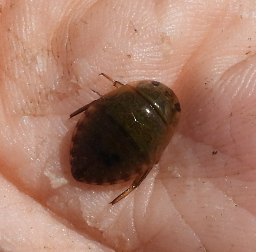 saucer bug from Дмитриевский р-н, Курская обл., Россия on July 31, 2022 ...