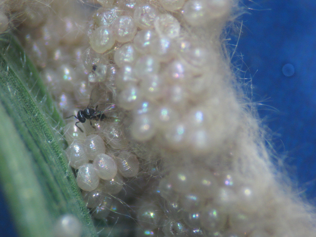 Telenomus from INDIAN INSTITUTE OF RICE RESEARCH, Rajendranagar mandal ...
