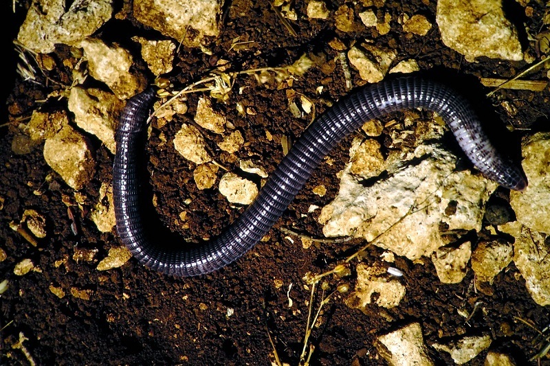 Cilician Worm Lizard from Silifke/Mersin, Turkije on April 12, 1991 at ...