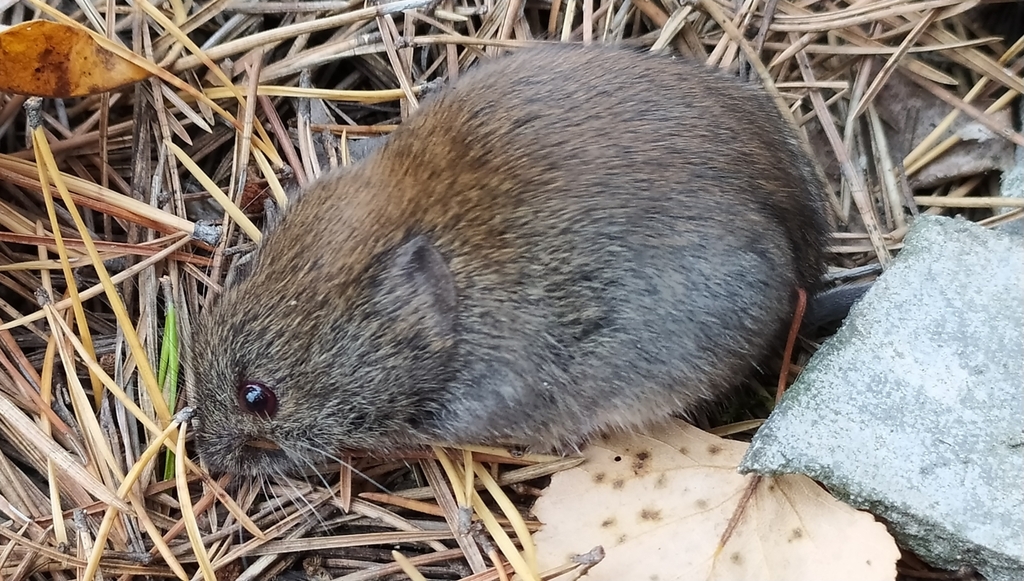Grey Red-backed Vole from Свердловская обл., Россия, 624932 on October ...