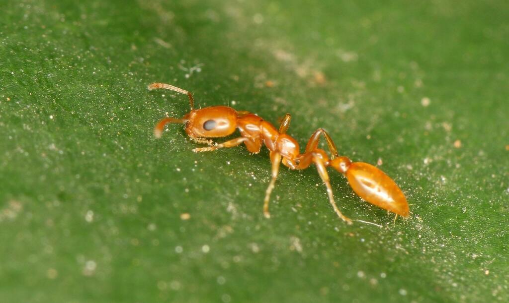 Yellow Slender ant from Fenton Place, Chase Valley Heights ...