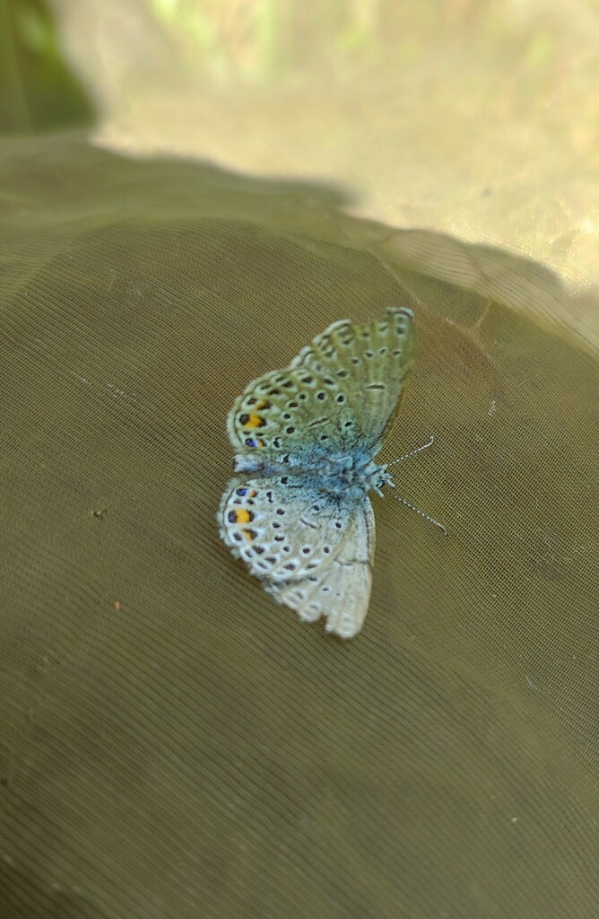 Cranberry Blue from Шуйский р-н, Ивановская обл., Россия on July 03 ...