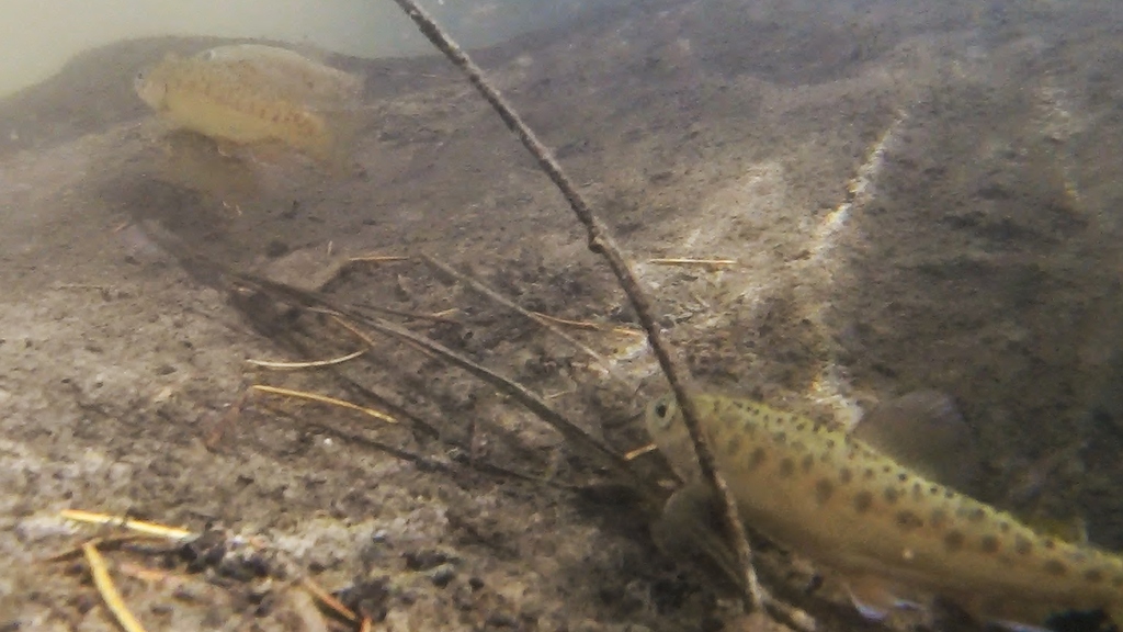 Gila Trout in October 2017 by Dan Worth. This is a juvenile Gila trout ...