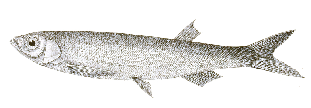 Large razorbelly minnow (Salmostoma bacaila) - Marine Life Identification